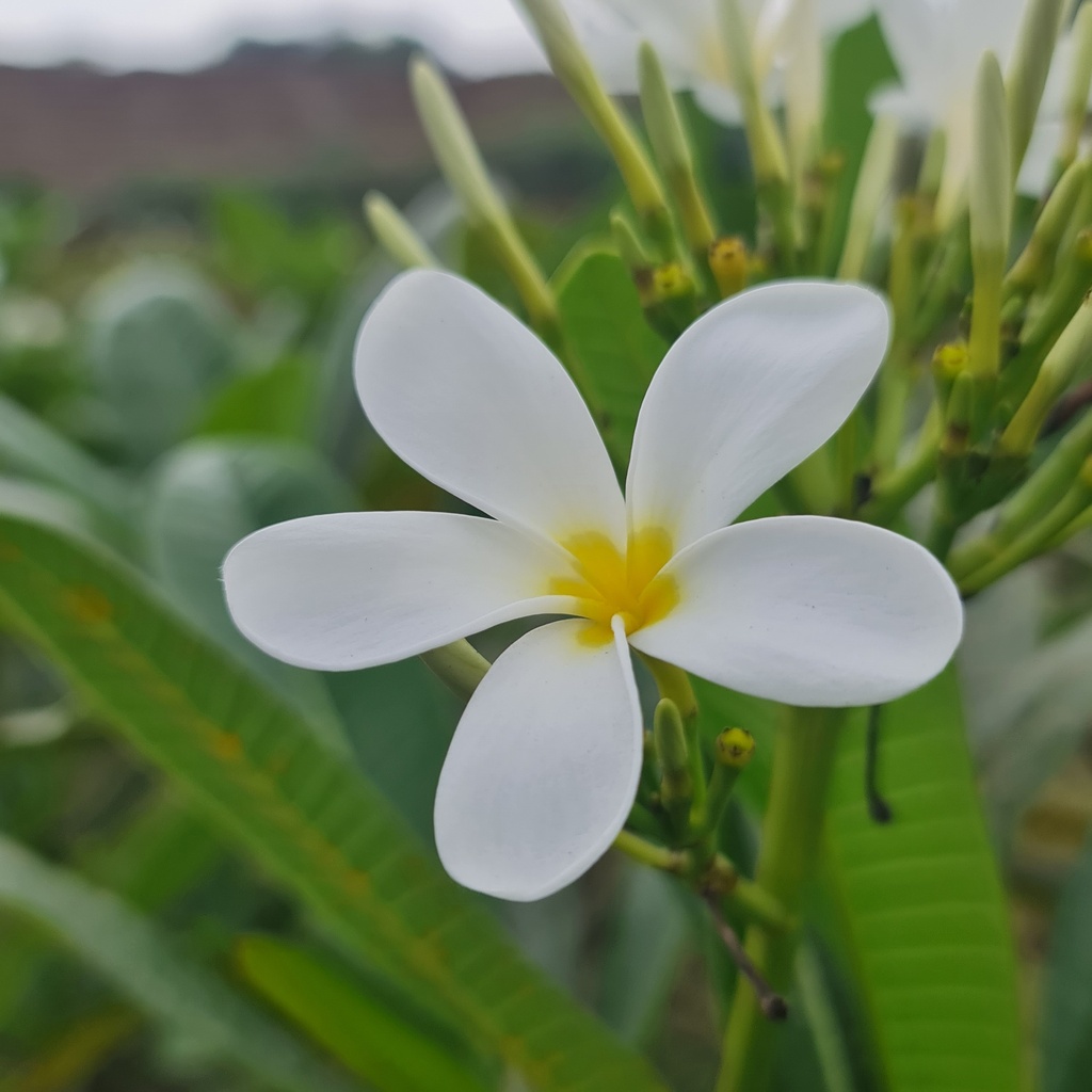 Champa, White Frangipani, Plumeria alba Dwarf | Jagtap Nursery's Garden ...